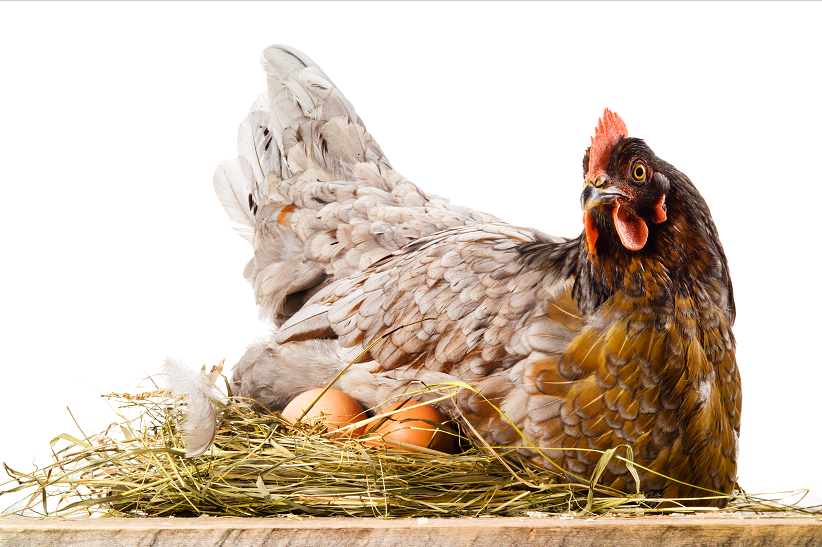 Common reasons why eggs don – Incubator Warehouse