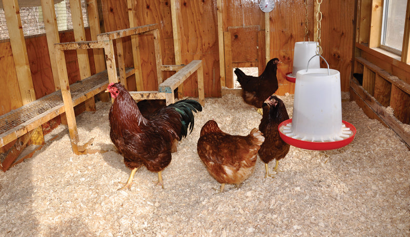 Deep Litter Method 101: A Practical Guide for Backyard Chicken Keepers ...