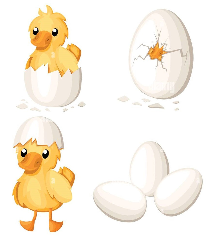 Ducklings in the Brooder – Incubator Warehouse